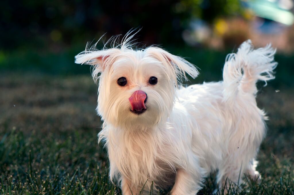 Top 10 Favorite White Dog Breeds – Petpost™