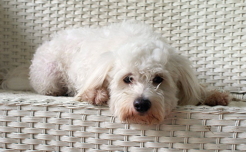 Tear Stain Removal | The Expert's Guide | Petpost | Petpost™