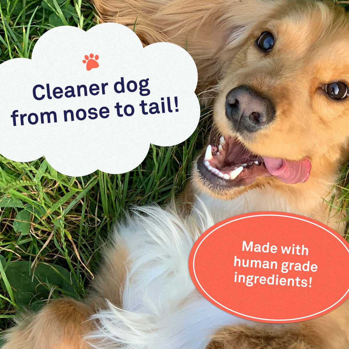 Argan Spray for Dogs | Best Waterless Shampoo for Dry Skin | Petpost™