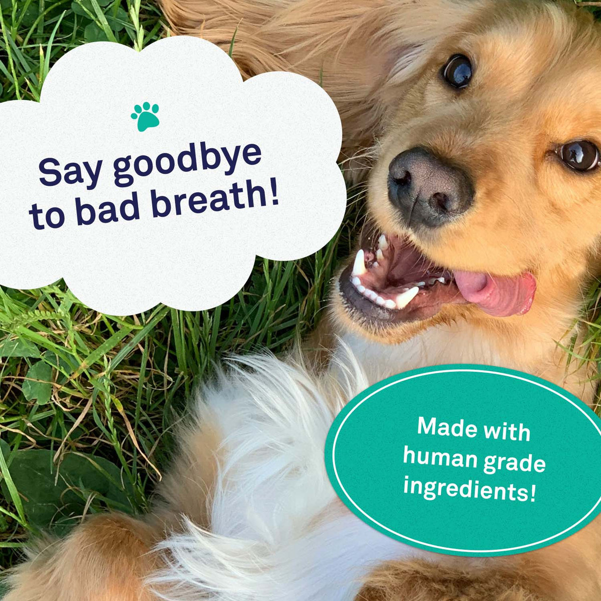 Fresh Breath | Best Breath Freshening Foam for Dogs | Petpost™
