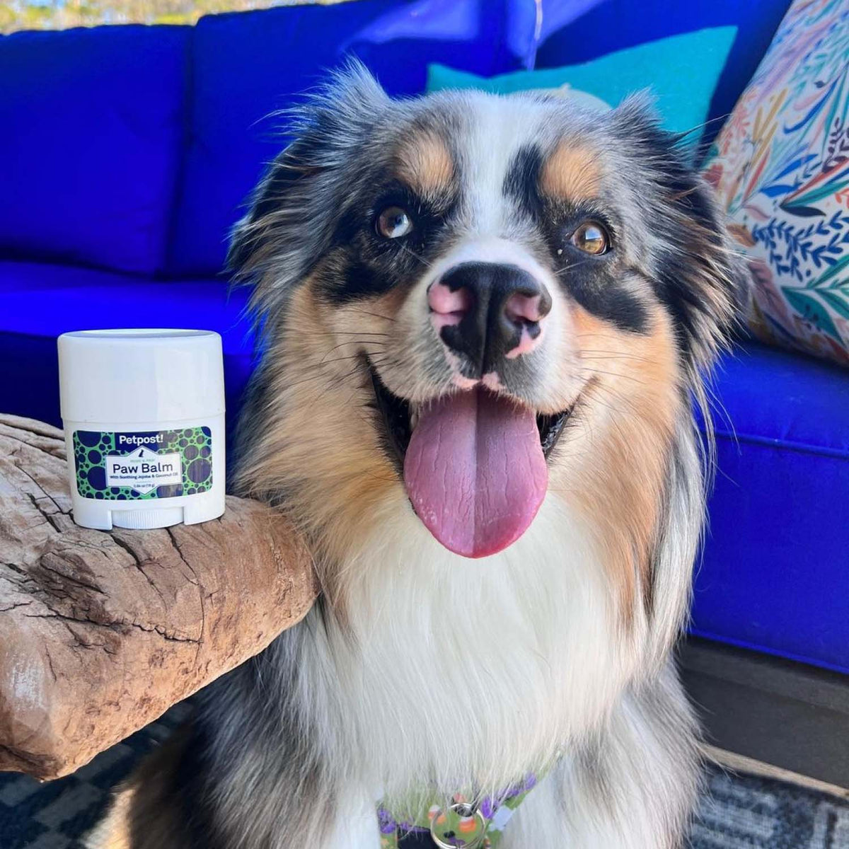 Paw Balm for Dogs | Best Itch Relief for Dry, Sore Paws | Petpost™