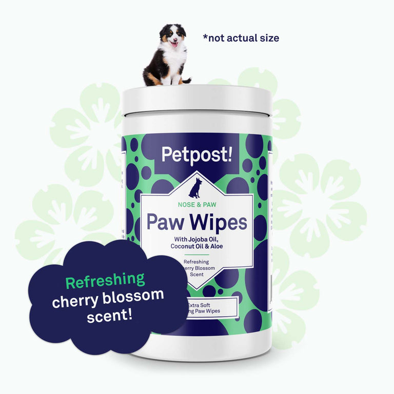 Paw Wipes for Dogs | Relief for Dry, Sore, Itchy Paws | Petpost™