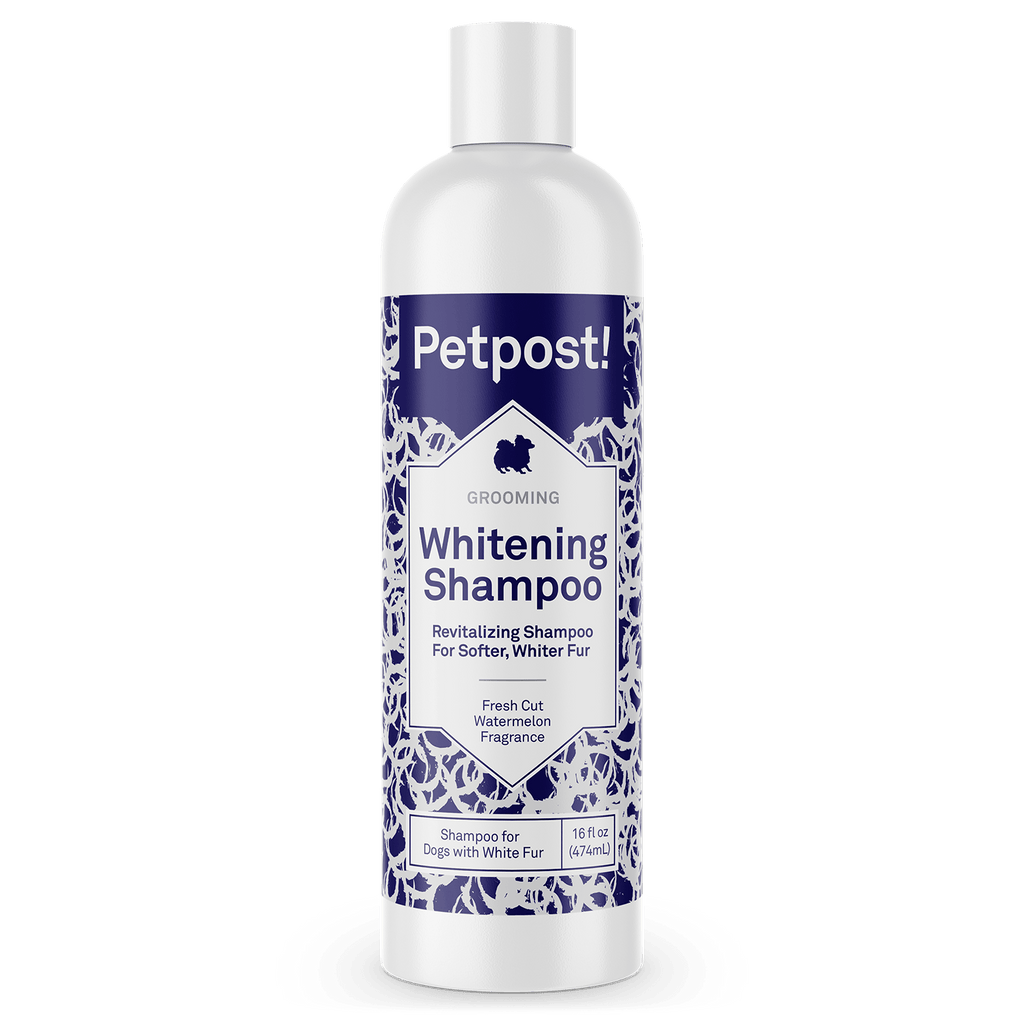 Whitening Shampoo For Dogs | Best White Dog Shampoo | Petpost™